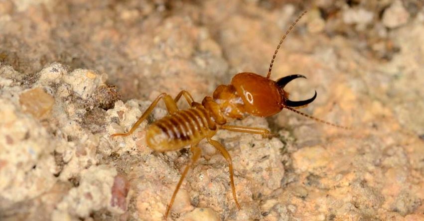 termite traps gold coast | termite baits sunshine coast