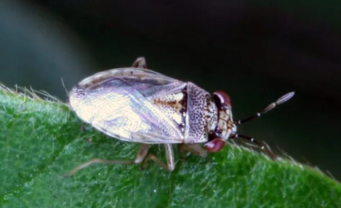 What is a Pest Management System? What is involved in it?