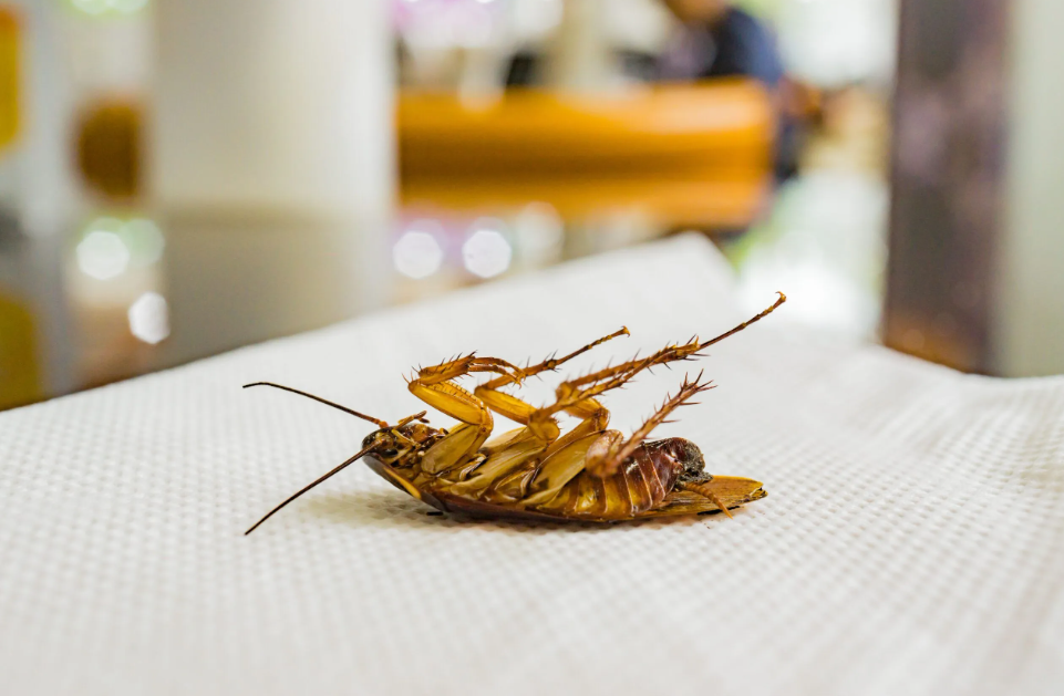 Top 5 Modern Techniques for Cockroach Control